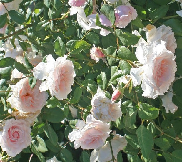 Rose Bushes | Climbing Standard Patio Hybrid Tea Rose Bushes