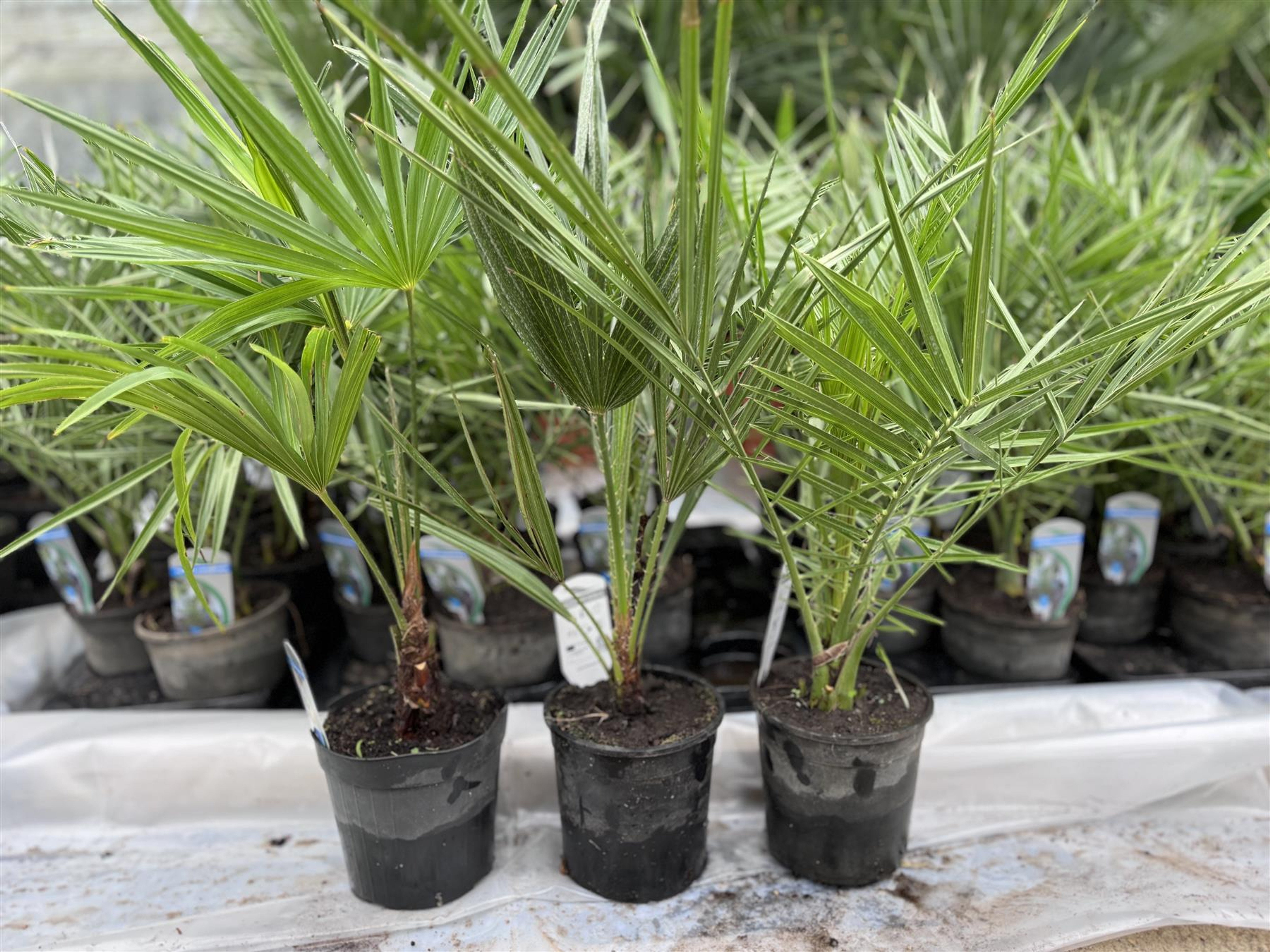 Hardy palm trees store