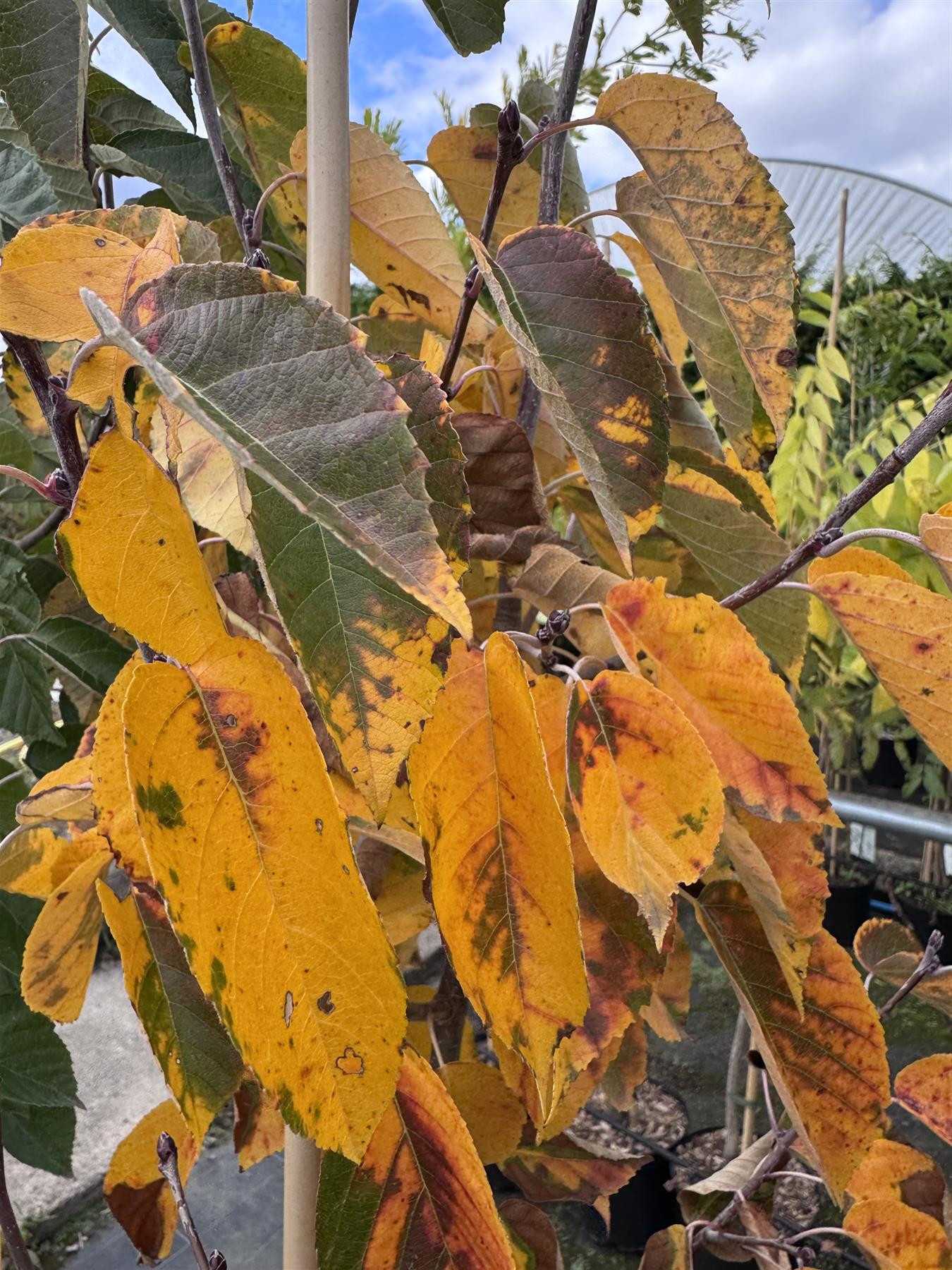 Malus Tschonoskii Columnar Crab Apple Tree 5–6ft in a 7.5 Litre Pot By ...