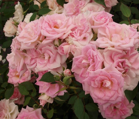 Rose Bushes | Climbing Standard Patio Hybrid Tea Rose Bushes