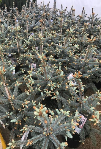 Fast Growing Conifer Trees For Sale All Types Conifer Trees