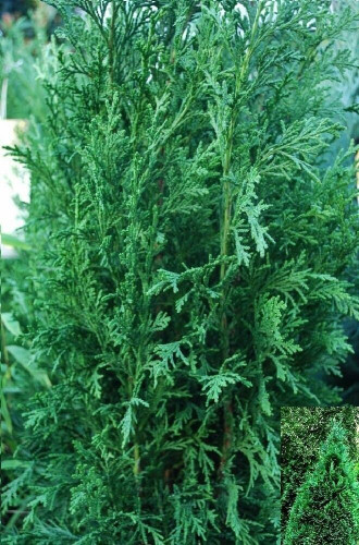 Fast Growing Conifer Trees For Sale All Types Conifer Trees