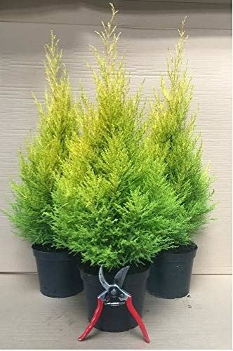 Fast Growing Conifer Trees For Sale All Types Conifer Trees