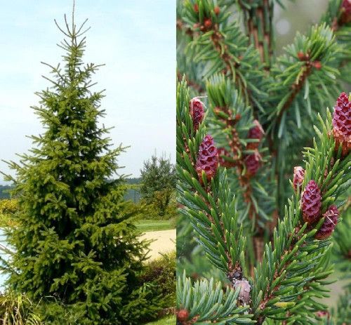 Fast Growing Conifer Trees For Sale All Types Conifer Trees