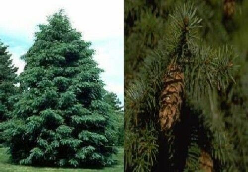 Fast Growing Conifer Trees For Sale All Types Conifer Trees