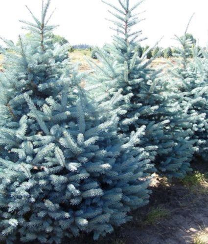Fast Growing Conifer Trees For Sale All Types Conifer Trees