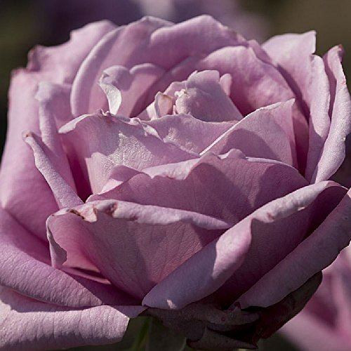 Rose Bushes | Climbing Standard Patio Hybrid Tea Rose Bushes