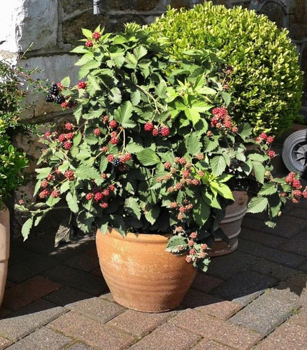 Dwarf Fruit Trees For Sale | Mini Dwarf Trees | Small Garden Fruit Trees
