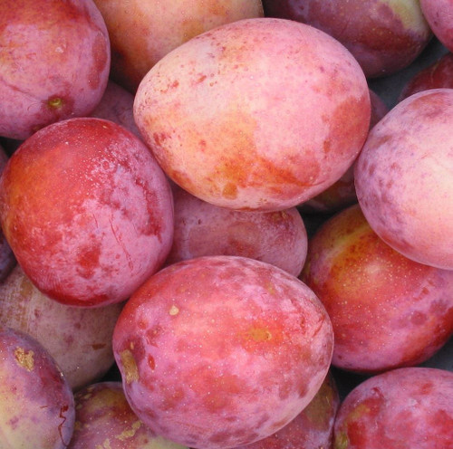 Plum Fruit Trees For Sale | Plum Trees | Small Garden Fruit Trees