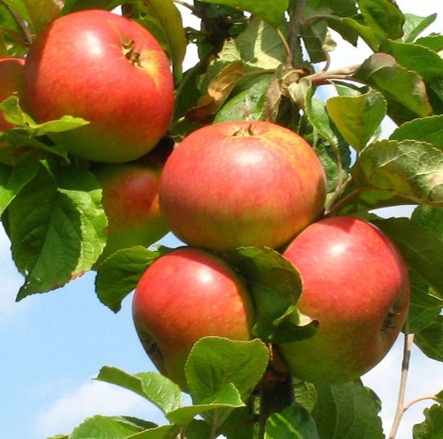 Dwarf Fruit Trees For Sale | Mini Dwarf Trees | Small Garden Fruit Trees