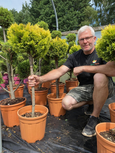 Fast Growing Conifer Trees For Sale All Types Conifer Trees