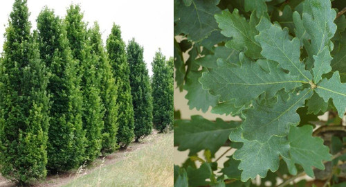 Ornamental Trees Patio Evergreen Flowering Small Garden Trees