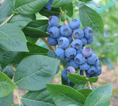 Blueberry Bushes | Large Blueberry Plants