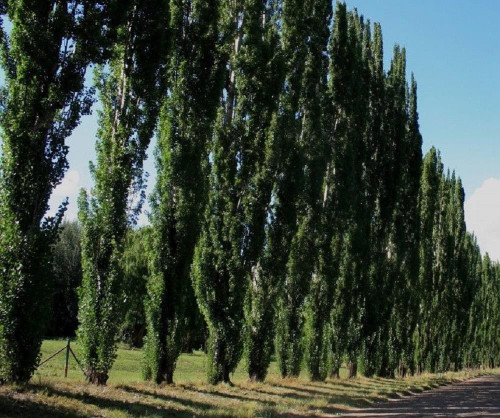 Pot Grown Hedging Trees | Hedging Plants in Pots | Instant Hedges
