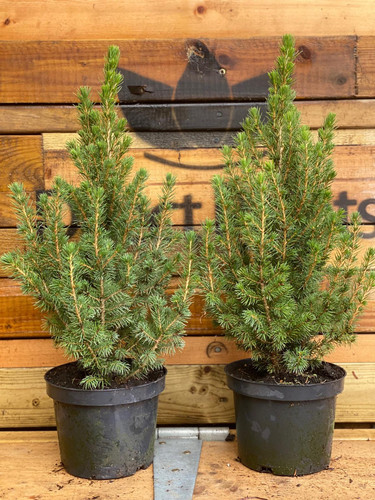 Fast Growing Conifer Trees For Sale All Types Conifer Trees