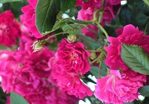 Weeping Ornamental Trees | Weeping Small Garden Trees