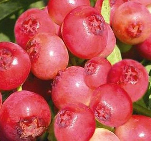 Fruit Bushes Online | 5 for 3 | Blueberry Raspberry and More