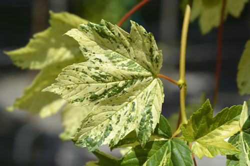 Acers Ornamental Trees | Japanese Maple | Acers Small Garden Trees