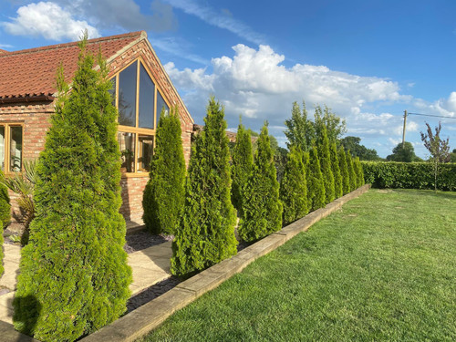 Fast Growing Conifer Trees For Sale All Types Conifer Trees