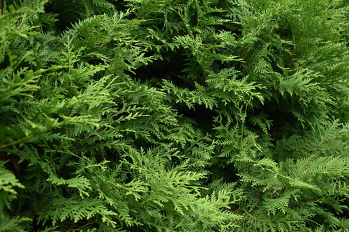 Fast Growing Conifer Trees For Sale All Types Conifer Trees