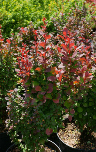 Red Flowering Shrubs | Colourful Flowering Red Garden Shrubs