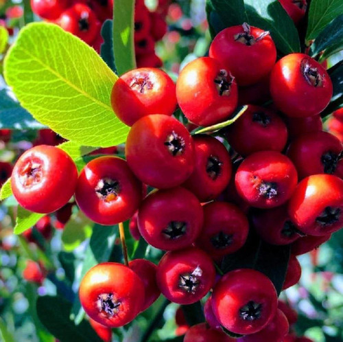 Red Flowering Shrubs | Colourful Flowering Red Garden Shrubs
