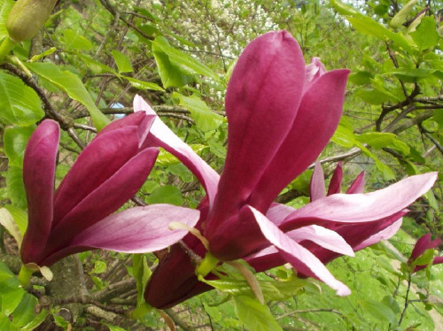 Magnolia Garden Plants | Magnolia Trees | Many Varieties