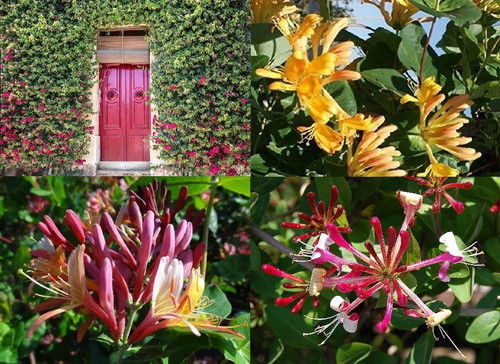 Honeysuckle Climbing Plants | Lonicera Honeysuckle | Direct Plants
