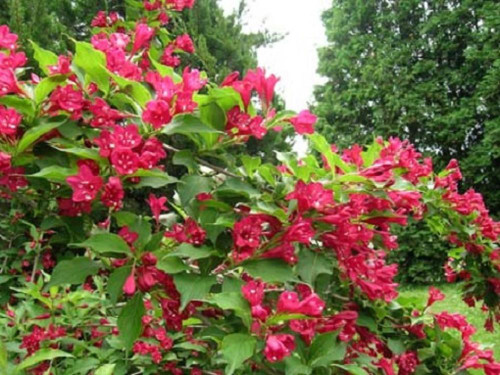 Red Flowering Shrubs | Colourful Flowering Red Garden Shrubs