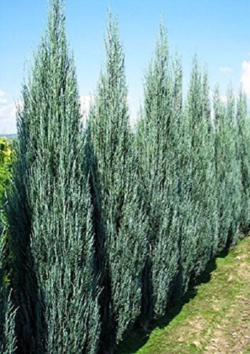 Fast Growing Conifer Trees For Sale All Types Conifer Trees
