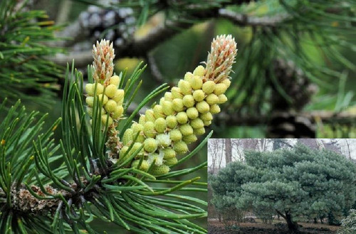 Fast Growing Conifer Trees For Sale All Types Conifer Trees