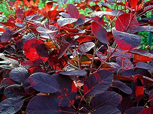 Purple Shrubs | Colourful Purple Shrubs for the Garden | Direct Plants