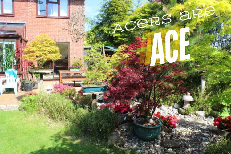 Why Every Gardener Should Have an Acer Plant in Their Garden - Direct ...