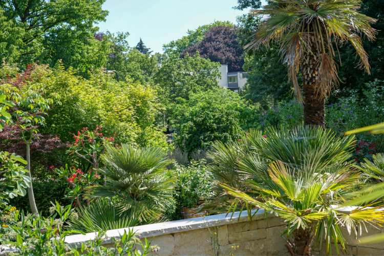 Using Architectural Plants to Transform Your Garden - Direct Plants