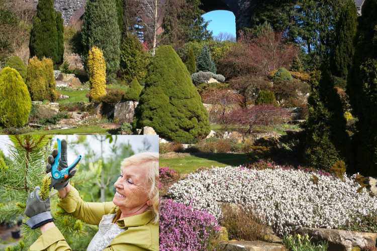 Creative Ways to Use Conifers in Your Garden - Direct Plants