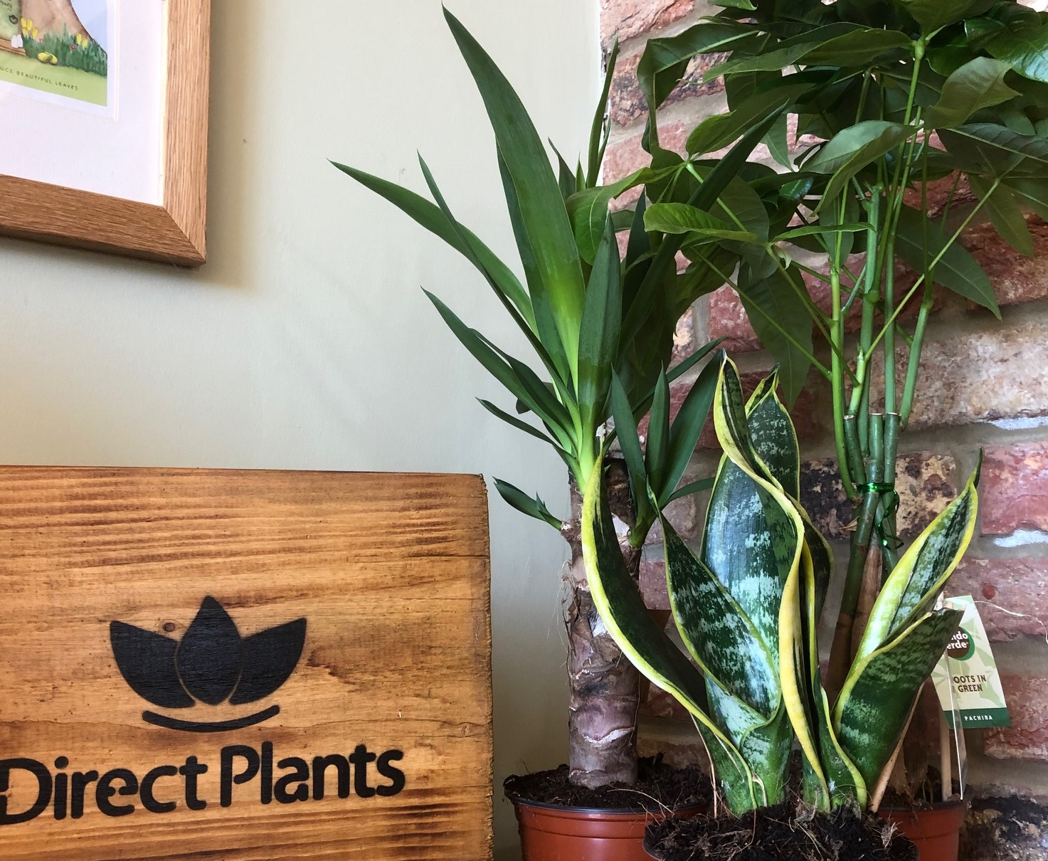 Direct Plants fulfil eBay employees gift boxes - Direct Plants