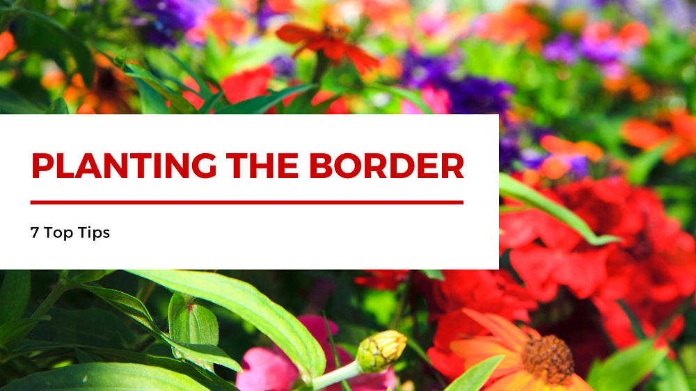 How to plant a border - top 7 tips - Direct Plants