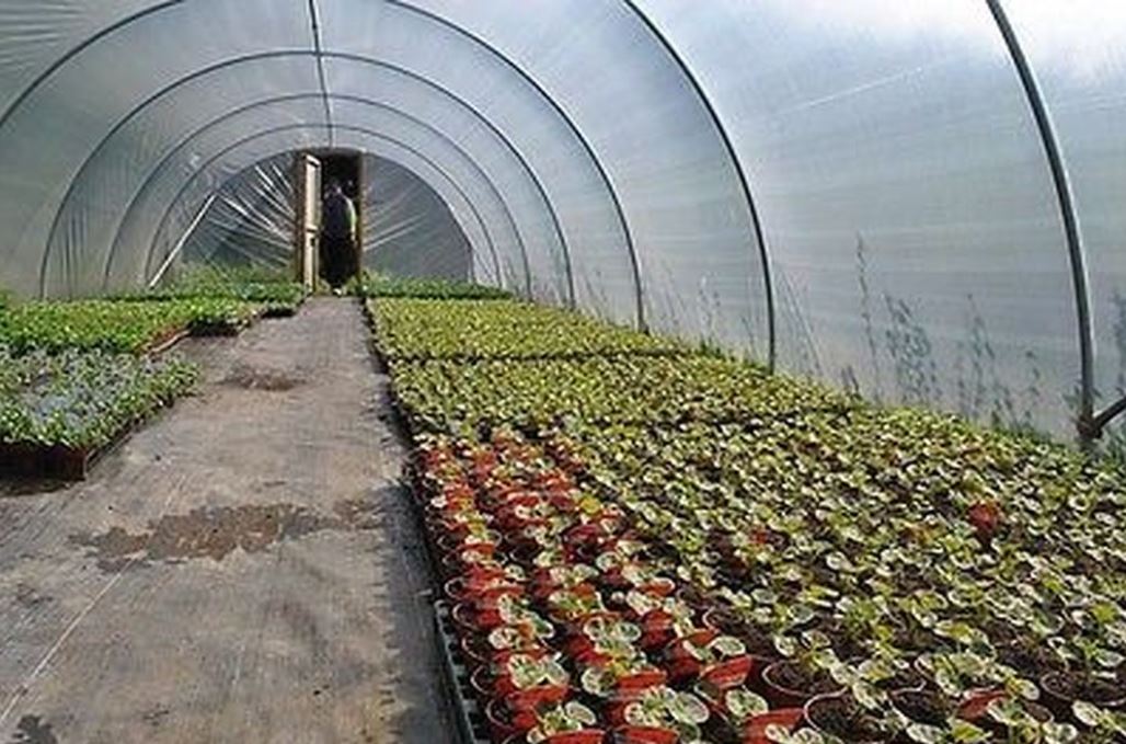 What is a polytunnel? - Direct Plants