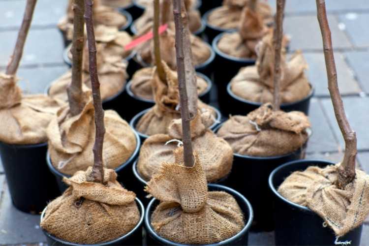 How to plant a pot grown tree or shrub - Direct Plants