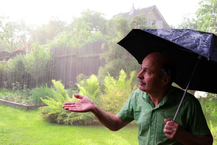 Rainy Day Gardening - Direct Plants