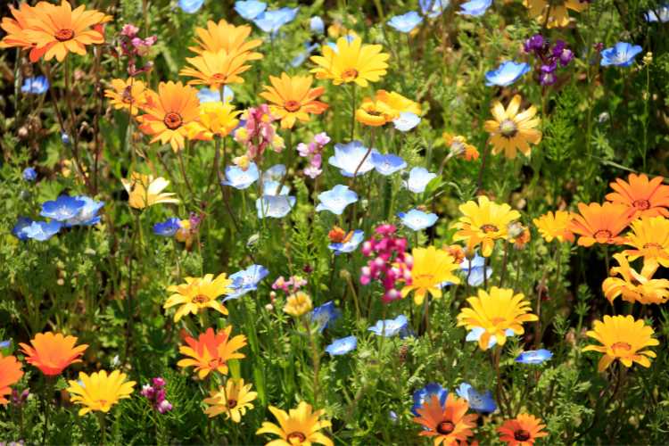 Why Spring is the Best Time of Year in the Garden - Direct Plants