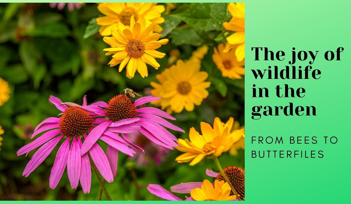 Best plants for wildlife - Direct Plants