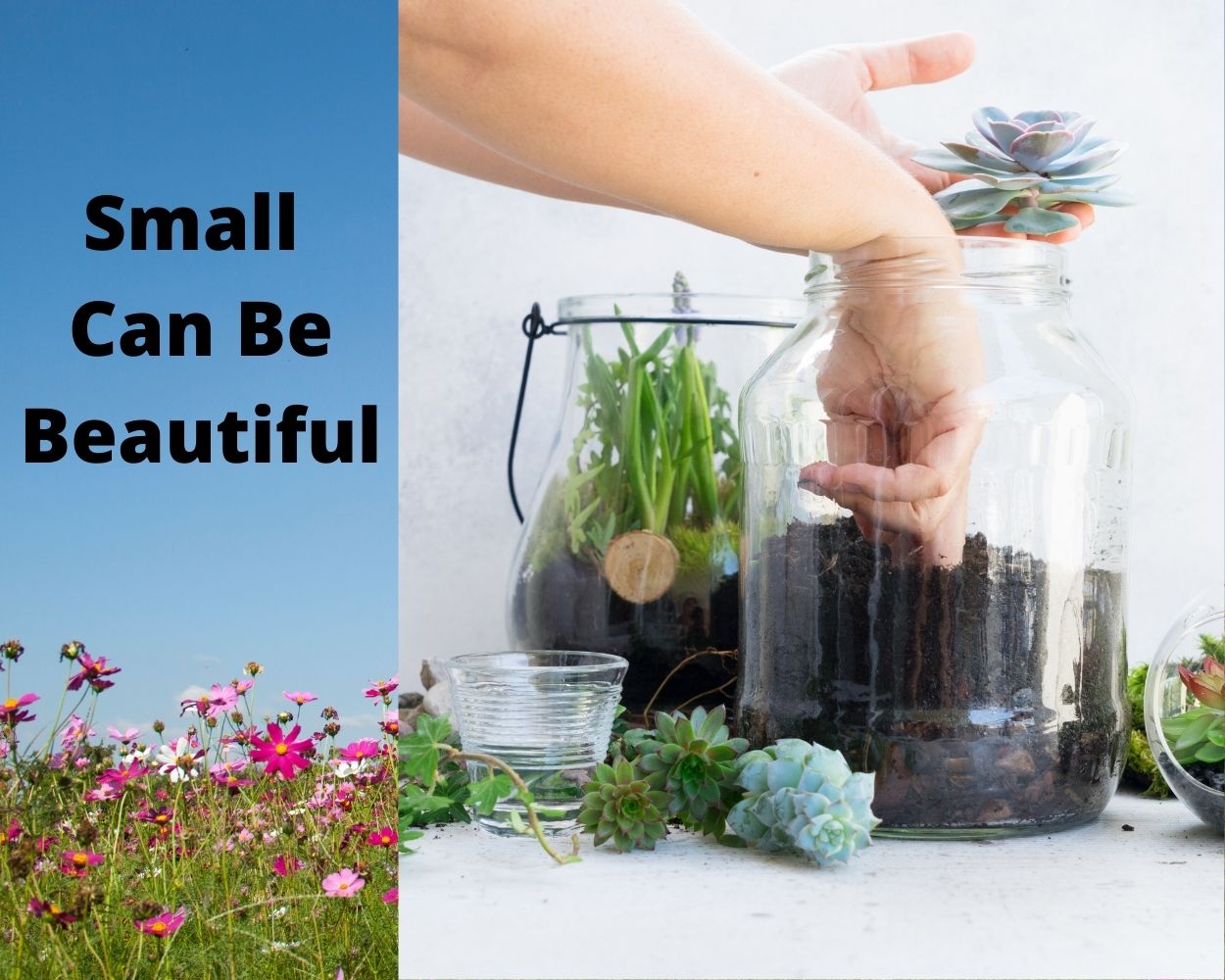 Tips for planting mini gardens - Direct Plants