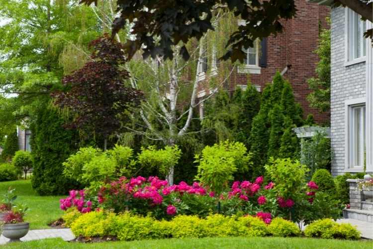 11 Eye-catching Trees with Kerb Appeal - Direct Plants