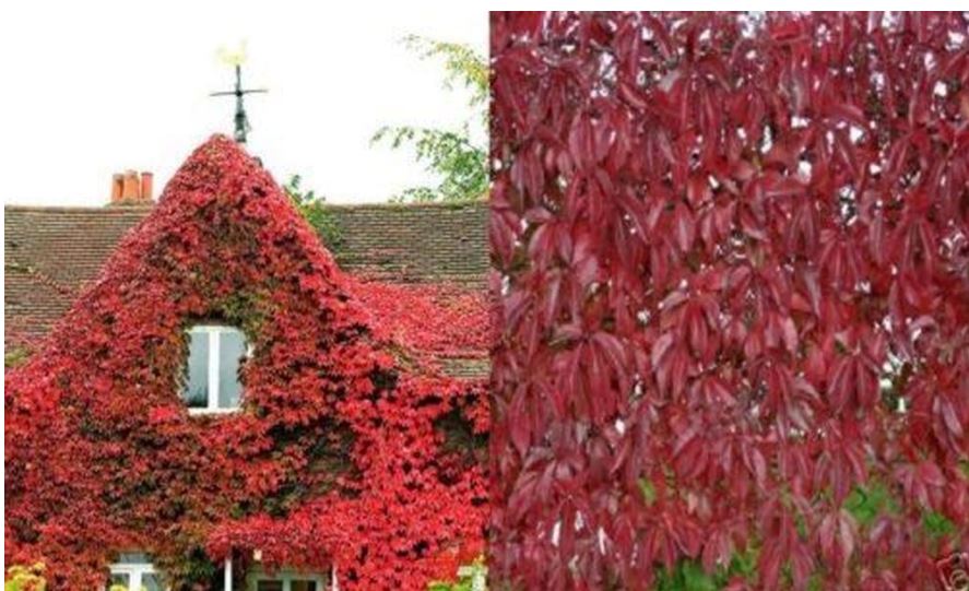 The best climbing plants for your garden - Direct Plants