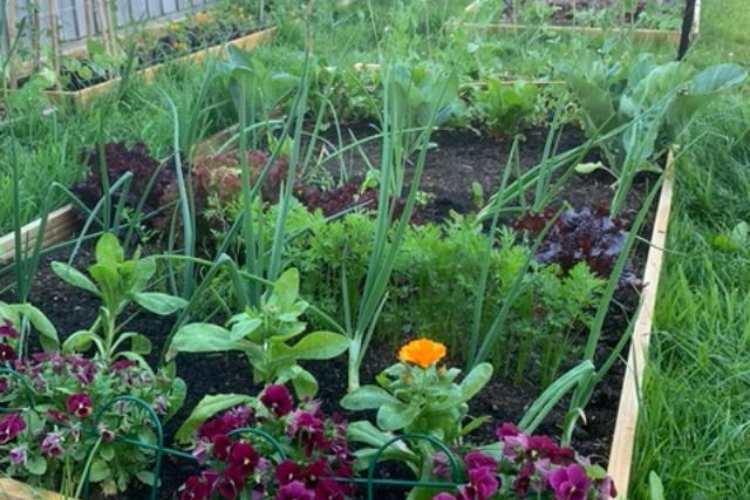 What is No Dig Gardening? - Direct Plants