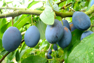 Plums King Of Damsons Fruit Tree 6ft Tall Supplied in a 12 Litre Pot by ...