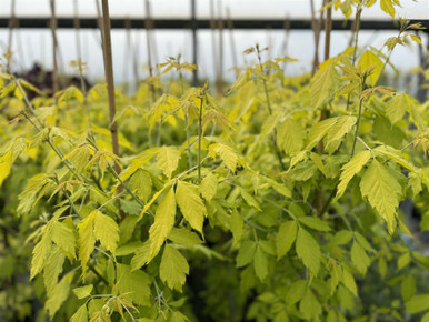 Acer Kellys Gold Maple Tree 6ft in a 7.5 Litre Pot Perfect For Patio ...