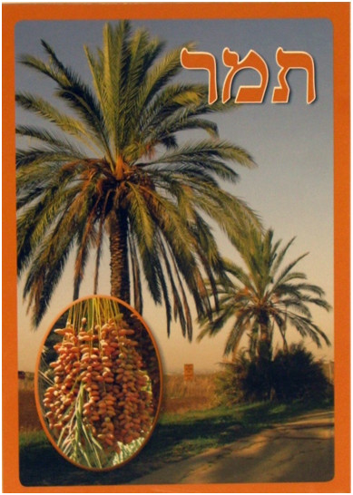 Shivat HaMinim שבעת המינים Seven Species Mini Poster Set by Miriam ...