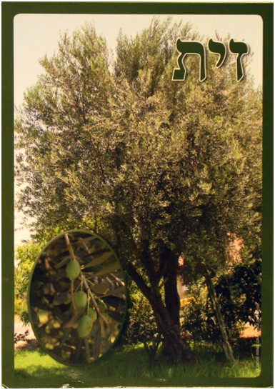 Shivat HaMinim שבעת המינים Seven Species Mini Poster Set by Miriam ...